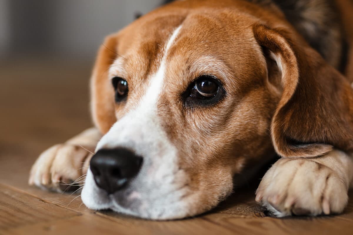 Verrassende weetjes over honden! 20 hondenfeiten op een rij! - Brindle Blog Verrassende weetjes over honden! 20 hondenfeiten op een rij! - Brindle Blog